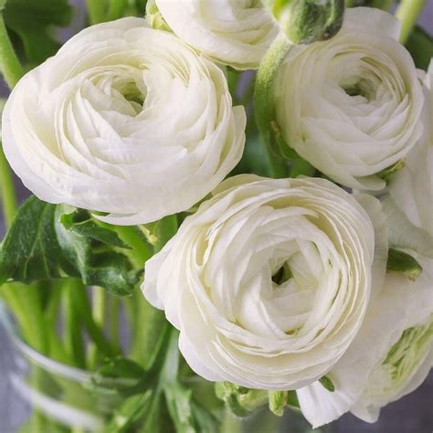 Everything About Ranunculus Flowers Beauty Care And Varieties