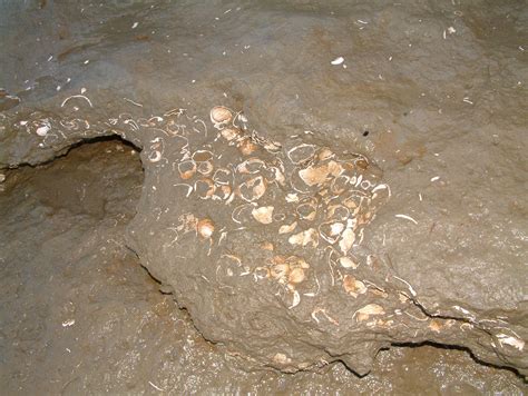 Uk Fossil Collecting