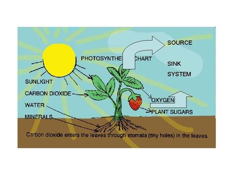 Sink Biology Definition At Sara Gosman Blog