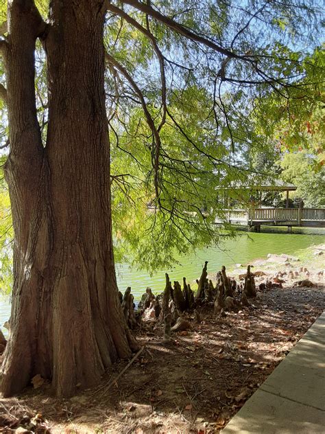 Why Does This Tree S Root System Grow Upward R Botany