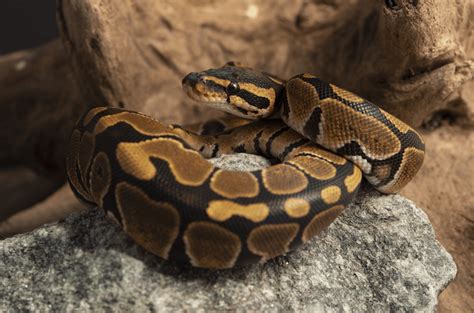 How Big Do Ball Pythons Get Size Charts By Age More Reptiles