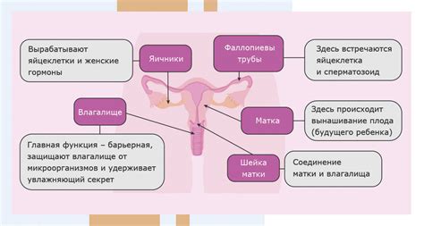 Как выглядят половые органы гермафродита фото