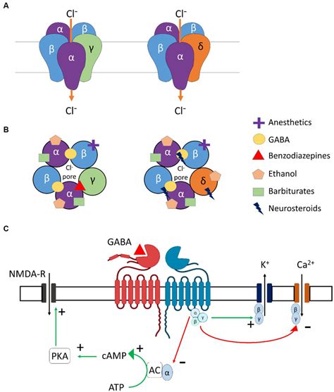 Gaba Receptor Subtypes Involved In Modulation Of Ethanol A Molecular