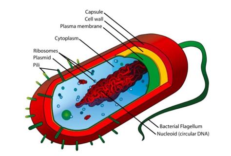 Eubacteria Cell Type