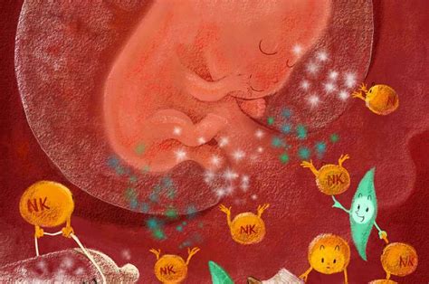 Immune Cells In The Uterus Help Nourish Fetus During Early Pregnancy
