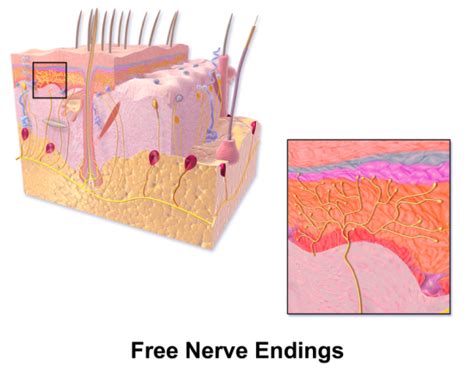 Difference Between Free Nerve Endings And Encapsulated Compare The