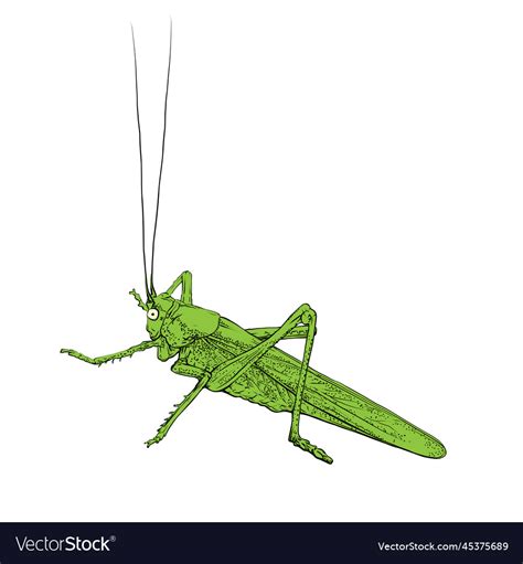 Grasshopper Green Locust Insect Royalty Free Vector Image