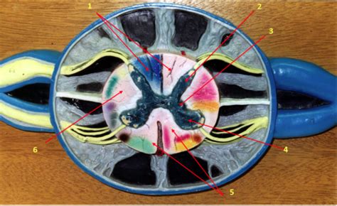 Chapter Lecture Flashcards Quizlet Chapter Lecture Flashcards Quizlet