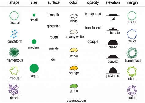Bacteria Colonies Morphology Characterization Bacteria Shapes