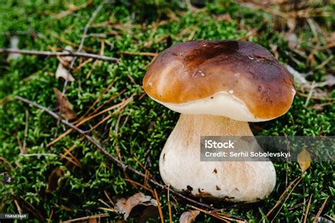 소나무에서 발견 된 흰색 버섯 이끼에서 가을 숲에서 자라는 버섯 볼레투스 에둘리스 복사 공간이있는 식용 버섯 0명에 대한 스톡 사진 및 기타 이미지 Istock