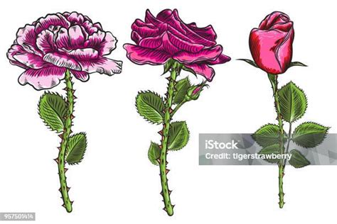 아름 다운 붉은 장미와 나뭇잎 줄기 세트 대 한 디자인 인사말 카드 및 초대장 결혼식 생일 발렌타인의 날 어머니의 날과 다른 휴일 꽃 꽃 부케 컬렉션 벡터입니다 0명에 대한