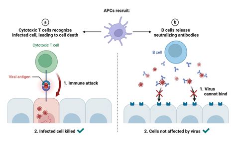 Recruitment Of T And B Cells By Antigen Presenting Cells Apcs Biorender Science Templates