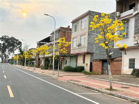乌迳镇绿美生态建设成效显著 千树繁花彰显勃勃生机 绿化 树苗 乡村