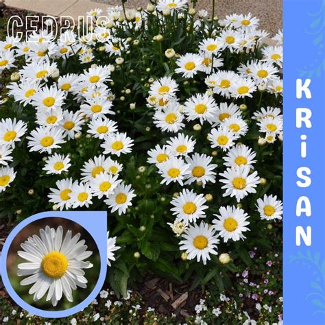 Jual Krisan Moon Isi 3 Benih Chrysanthemum Daisy Bibit Biji Bunga