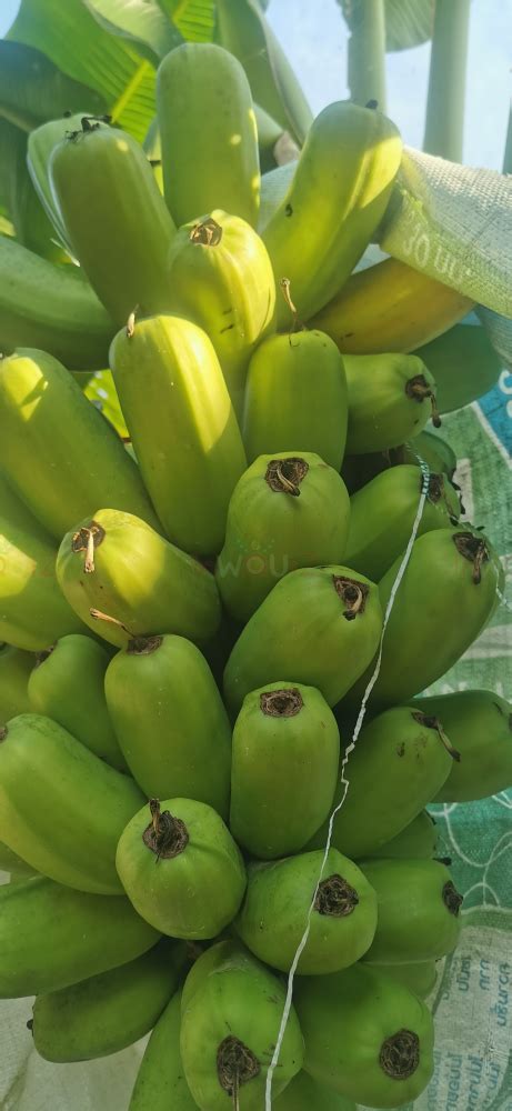 กล้วยแปลกกล้วยหายากเช่น กล้วยน้ำหว้าแดง กล้วยมาฮอย สองเครือ