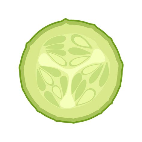 Fresh Green Cucumber Slice Vector Art At Vecteezy
