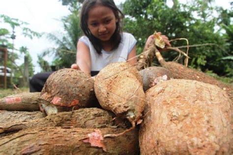 Aceh Pilih Kembangkan Produksi Ubi Kayu Sebagai Pangan Lokal Suara Karya