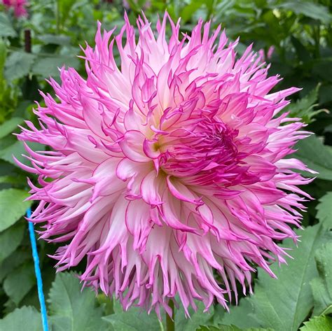 Van Isle Angela Dahlia Tuber Viang Devas Gardens