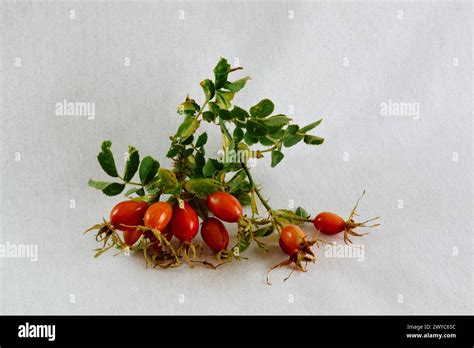 Briar Thorns Have Highly Recurved Or Curved Spines That Allow Them To