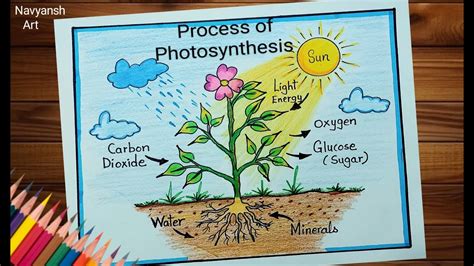Photosynthesis Process Diagram Drawing