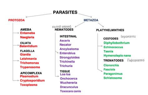 Parasites Flashcards Quizlet