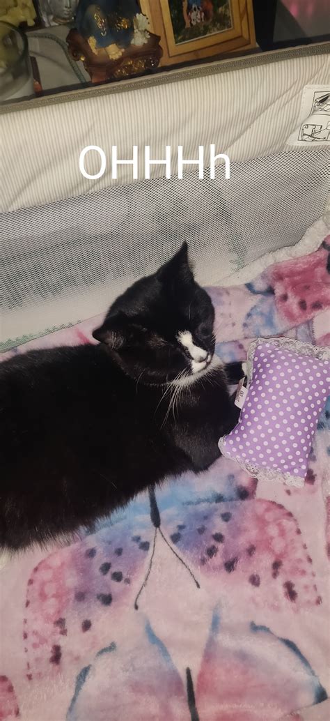 Haley Dti Dress To Impress Impress Roblox