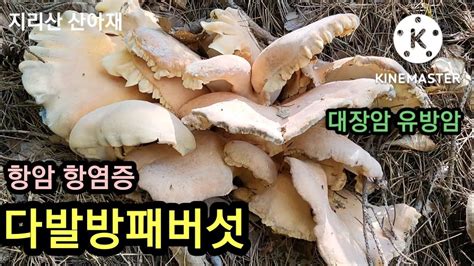 다발방패버섯 굴락지 댕게왓써라 Youtube