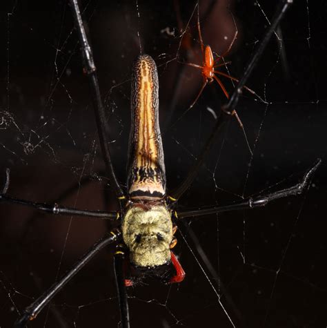 Smithsonian Insider Female Spiders Produce Mating Plugs To Prevent Smithsonian Insider Female Spiders Produce Mating Plugs To Prevent