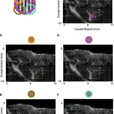 examples of retinotopy a schematic representation of the relative