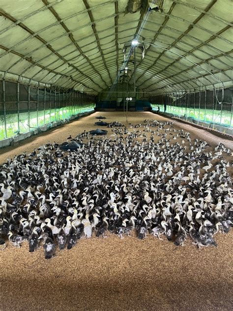 힐링청리농원의 새로운 농장을 소개합니다기러기and거위 분양 판매 네이버 블로그