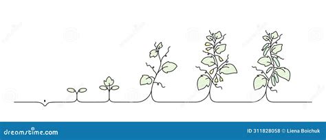 Cucumber Stage Growth Growing Cucumbers Line Art Black Line Vector