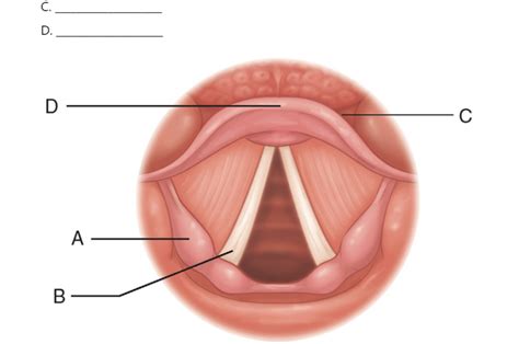 Vocal Folds Diagram Quizlet