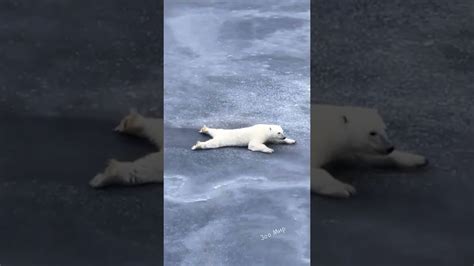 Белый медведь ползёт по льду Youtube