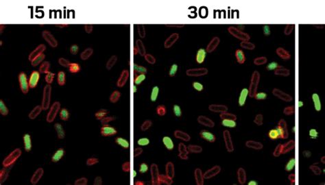 Rna Aptamers Light Up After Ligand Reacts
