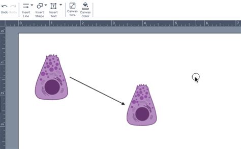 Using Connector Lines Biorender Help
