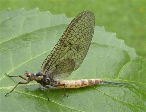 Hendrickson Mayfly Facts Identification And Pictures
