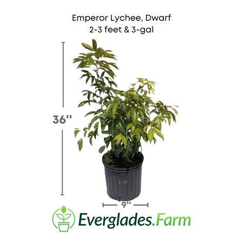 Emperor Lychee Tree Dwarf Air Layered Everglades Farm
