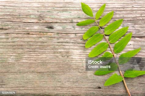 녹색 로완은 복사 공간이있는 오래된 나무 배경 위에 나뭇잎 개념에 대한 스톡 사진 및 기타 이미지 개념 계절 금이 간 Istock