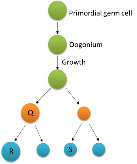 15 10 1a Gamete Formation Objective Questions Spm Biology