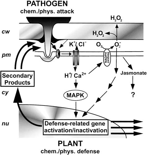 Non Self Recognition Transcriptional Reprogramming And Secondary Metabolite Accumulation