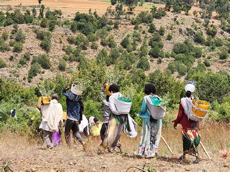 Unravelling The Differences Reforestation Vs Restoration Weforest