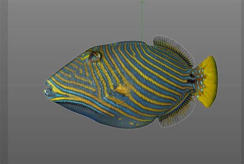 Undulate Triggerfish 3d Model By 3dstudio