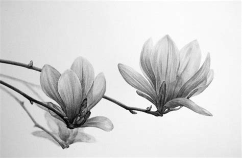 꽃그리기목련 연필그림스케치소묘송파구취미화실 연필이야기 네이버 블로그