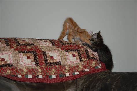 Troop Petrie Wordless Wednesday Kittens Gone Wild