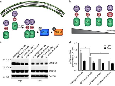 Understanding Cry2 Interactions For Optical Control Of Intracellular