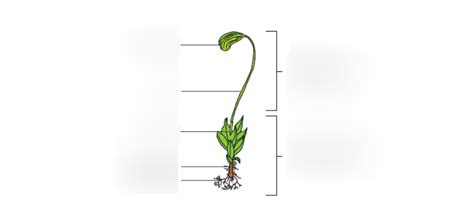 Parts Of A Bryophyte Diagram Quizlet