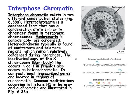 Ppt Genomics And Chromosome Analysis Blast Method And Genome