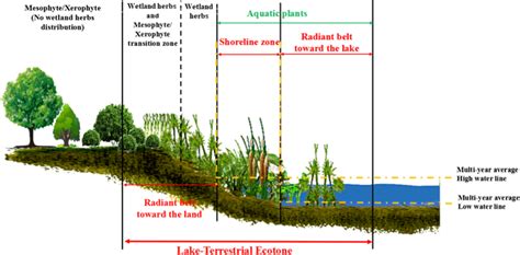 Spatial Structure Of Laketerrestrial Ecotone With Natural Wetland Type Download Scientific