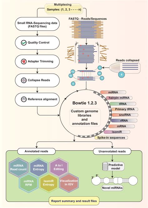 An Overview Of Mirge30 Workflow A Sample Or Samples Fastq Fastqgz Download Scientific