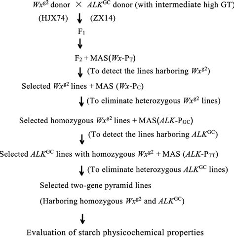 Breeding Scheme For Marker Assisted Breeding Of Rice Lines Special For
